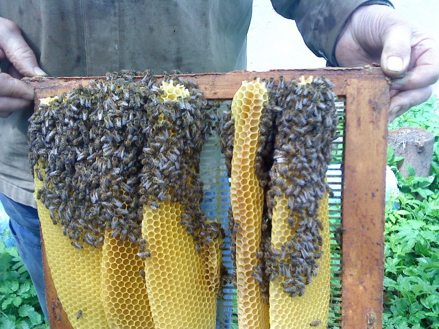 Produkty :: Život včely